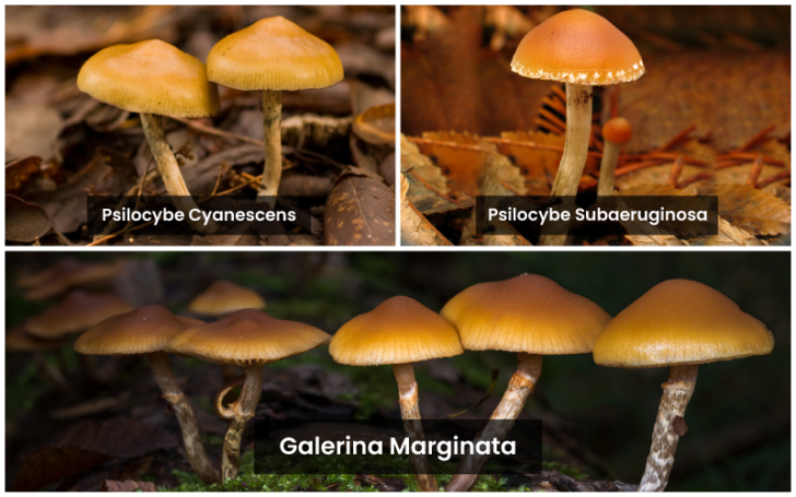 All About Deadly Galerina | Identify, Toxicity & Treatments