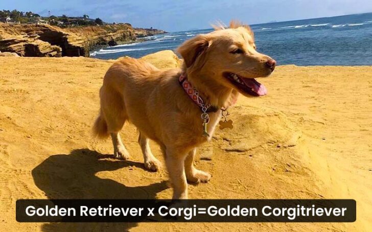 55+ Corgi Mixes | Complete Temperament & Adoption Guide