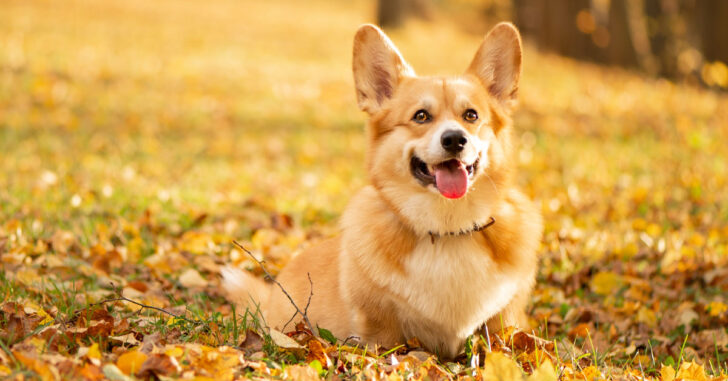 55+ Corgi Mixes | Complete Temperament & Adoption Guide