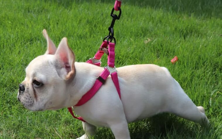 13 Best Dog Leashes For All Type Of Dogs In 2023