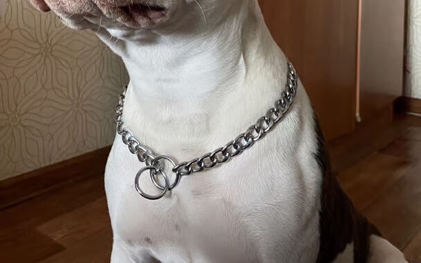 Top 7 Best Dog Collars of 2023 For You To Pull Your Pup