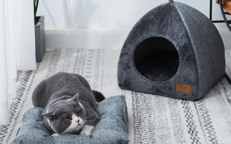 Purrfect Dreams: The Top 10 Best Cat Beds for Your Feline Friend ...